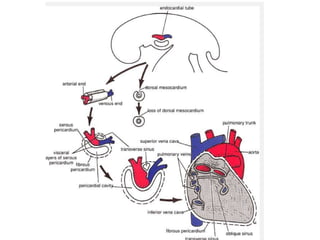 Development of heart cvs anatomy | PPTX