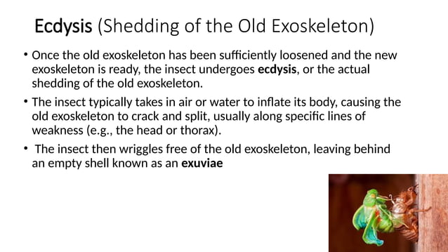Molting or Ecdysis, Its stages and Enzymes | PPTX