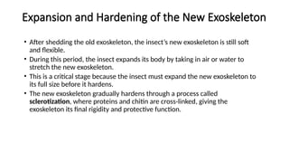 Molting or Ecdysis, Its stages and Enzymes | PPTX