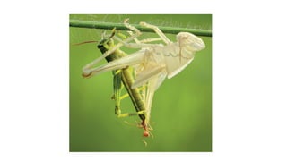 Molting or Ecdysis, Its stages and Enzymes | PPTX