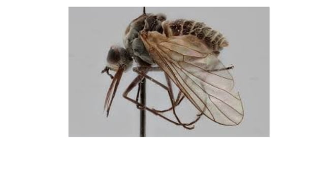 Molting or Ecdysis, Its stages and Enzymes | PPTX