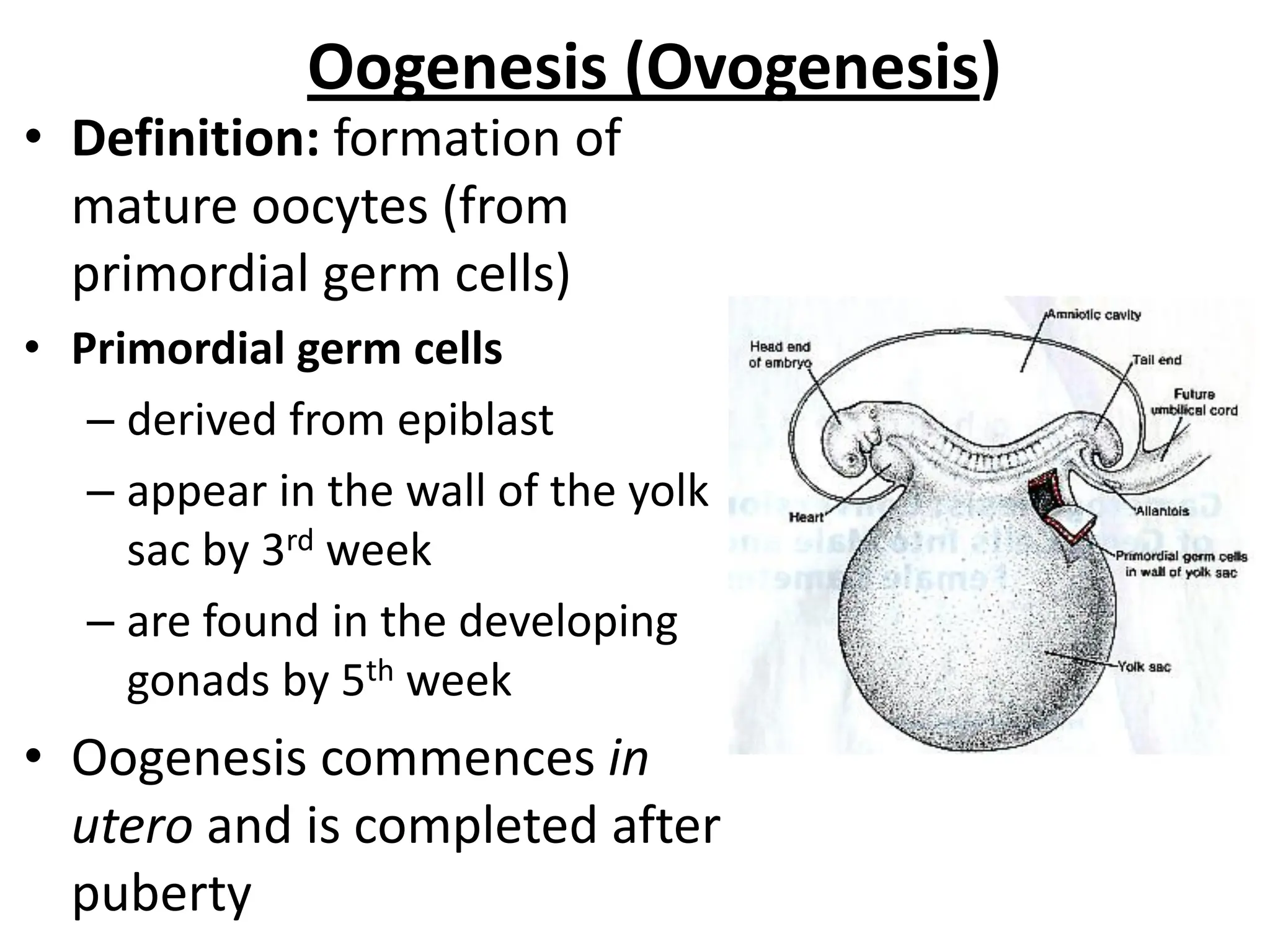 4_Oogenesis gametogenesis lectureeeee.pdf