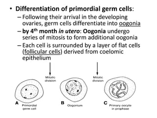 4_Oogenesis gametogenesis lectureeeee.pdf
