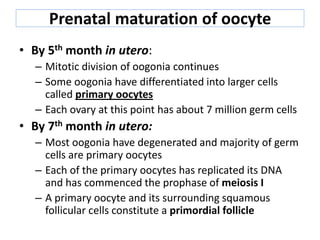 4_Oogenesis gametogenesis lectureeeee.pdf