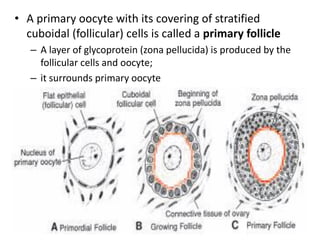 4_Oogenesis gametogenesis lectureeeee.pdf