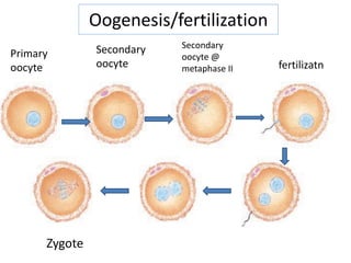 4_Oogenesis gametogenesis lectureeeee.pdf