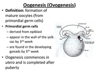 4_Oogenesis gametogenesis lectureeeee.pdf