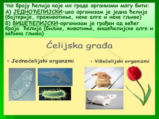 4 Organizmi su gradjeni od celija | PPT