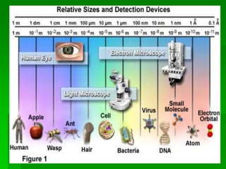 4 Organizmi su gradjeni od celija | PPT