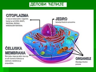 4 Organizmi su gradjeni od celija | PPT