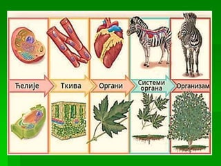 4 organizmi su gradjeni od celija | PPT