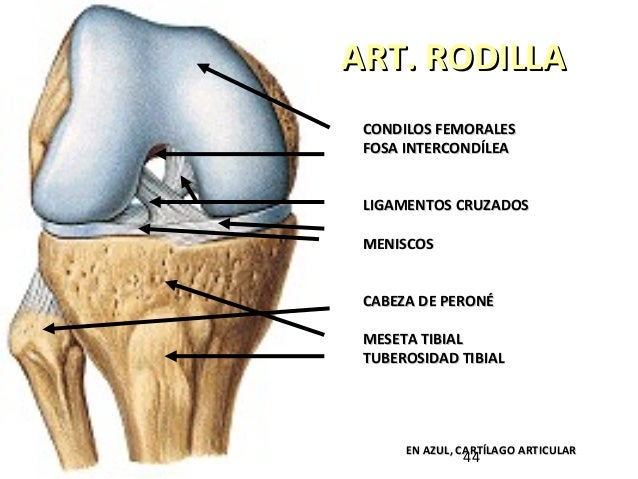 Osteología extremidad inferior