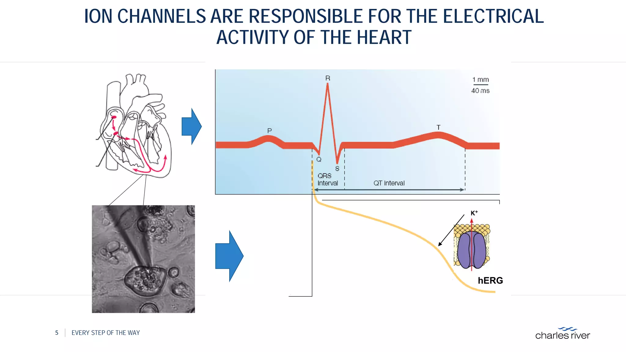 Cell-Based Ion Channel and Cardiac Safety Assays | PDF
