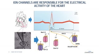 Cell-Based Ion Channel and Cardiac Safety Assays | PDF