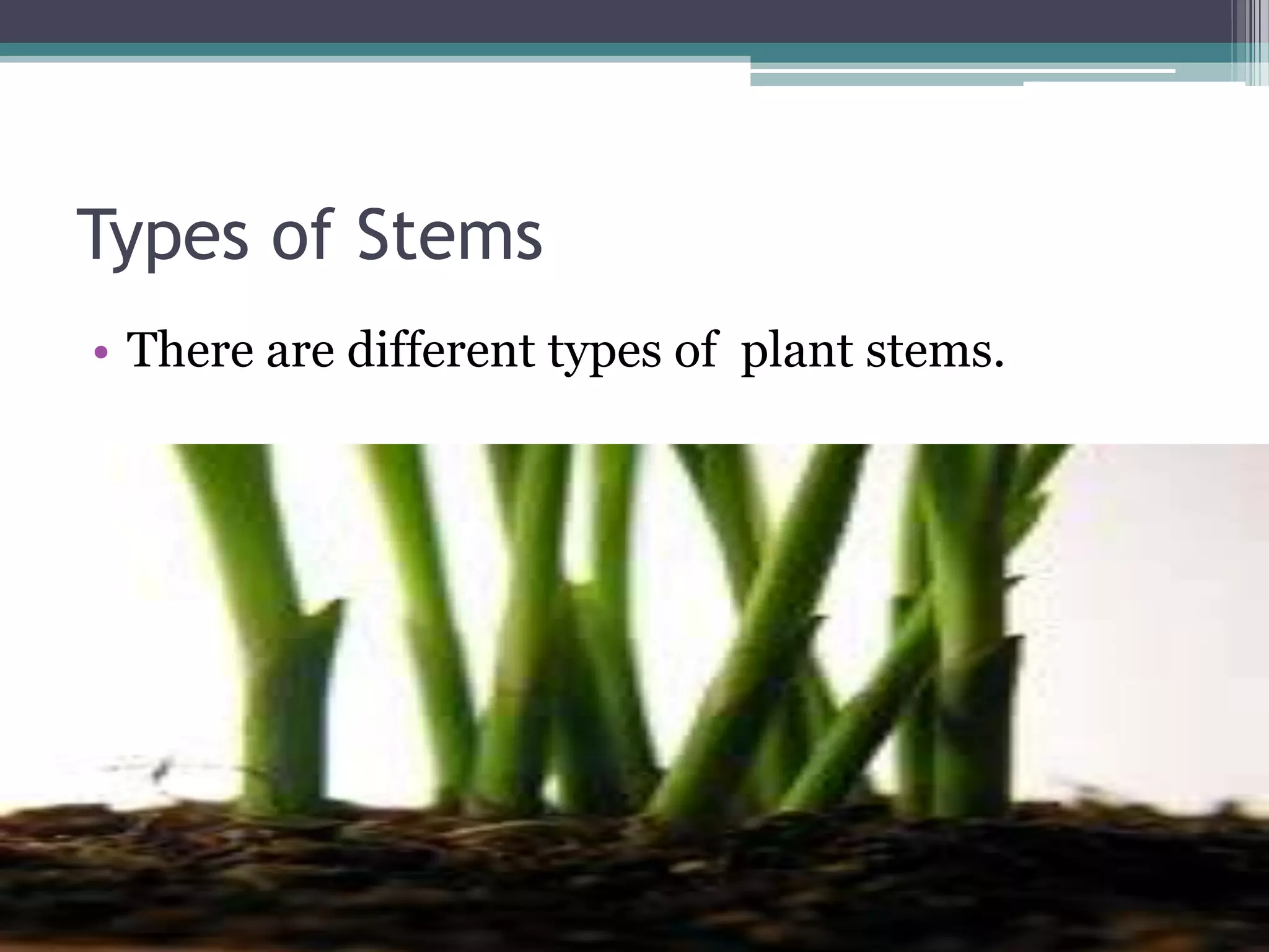 U4 l3 describing leaves and stems | PPT