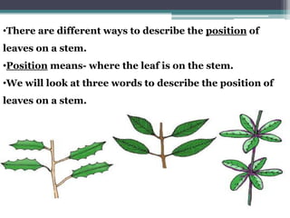 U4 l3 describing leaves and stems | PPT