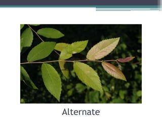 U4 l3 describing leaves and stems | PPTX