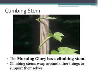 U4 l3 describing leaves and stems | PPT