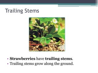 U4 l3 describing leaves and stems | PPT