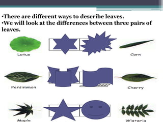 U4 l3 describing leaves and stems | PPT