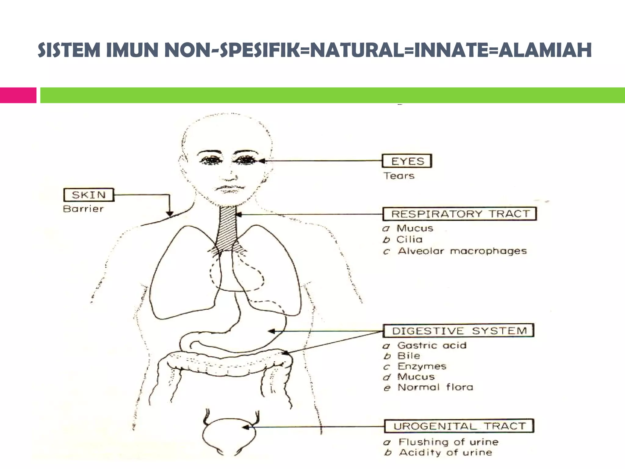 sistem imunitas (kekebalan tubuh) | PPT