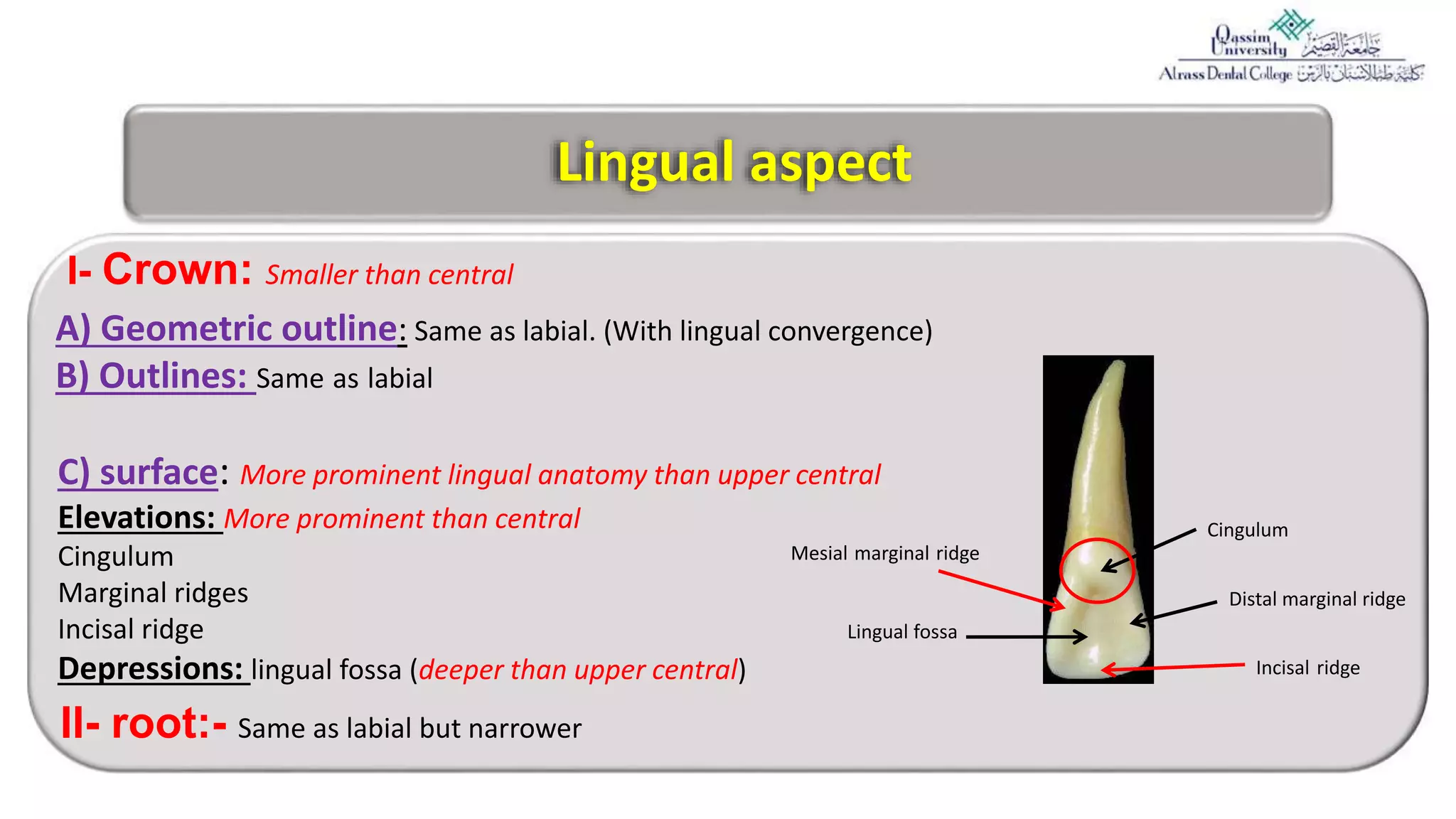 4= Permanent ‏Maxillary lateral incisor.pptx
