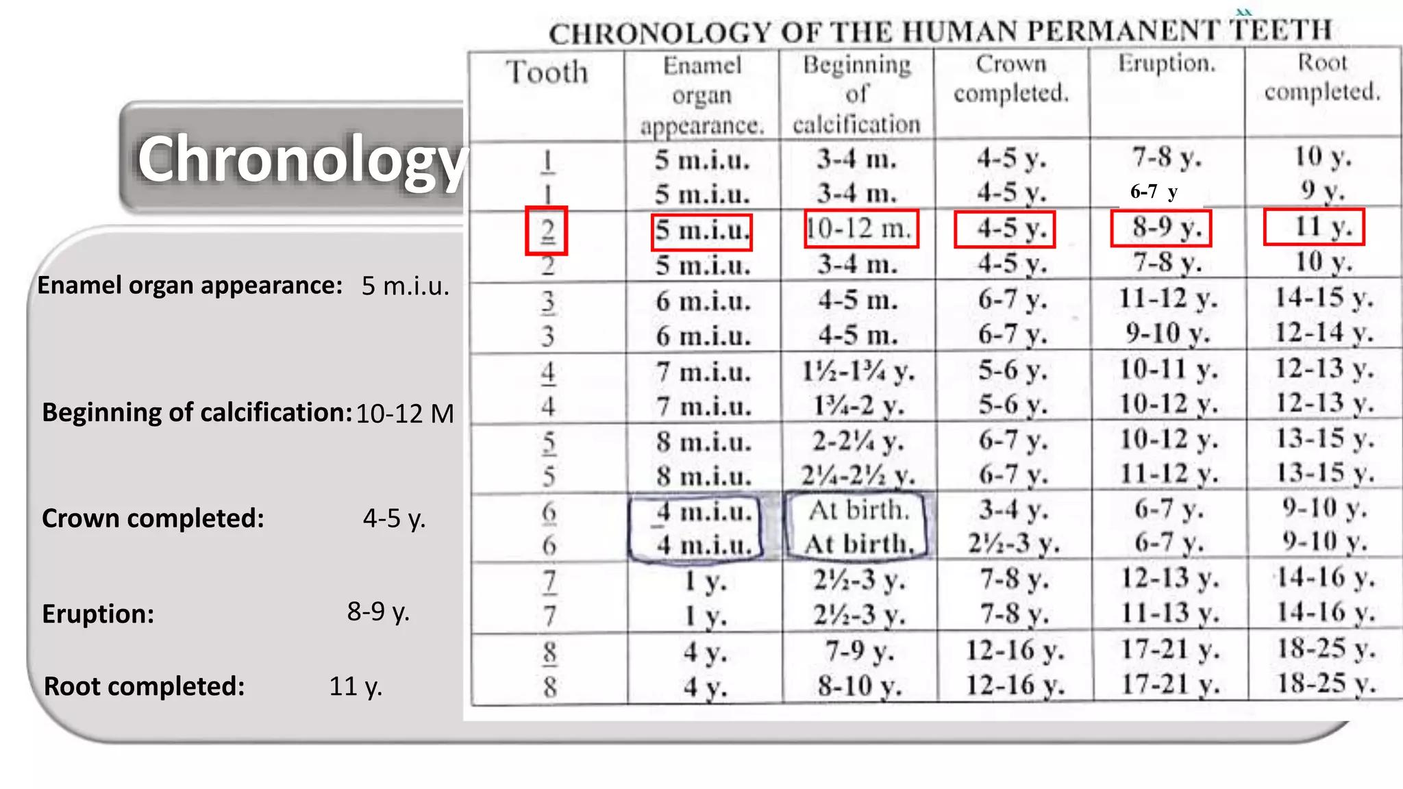 4= Permanent ‏Maxillary lateral incisor.pptx