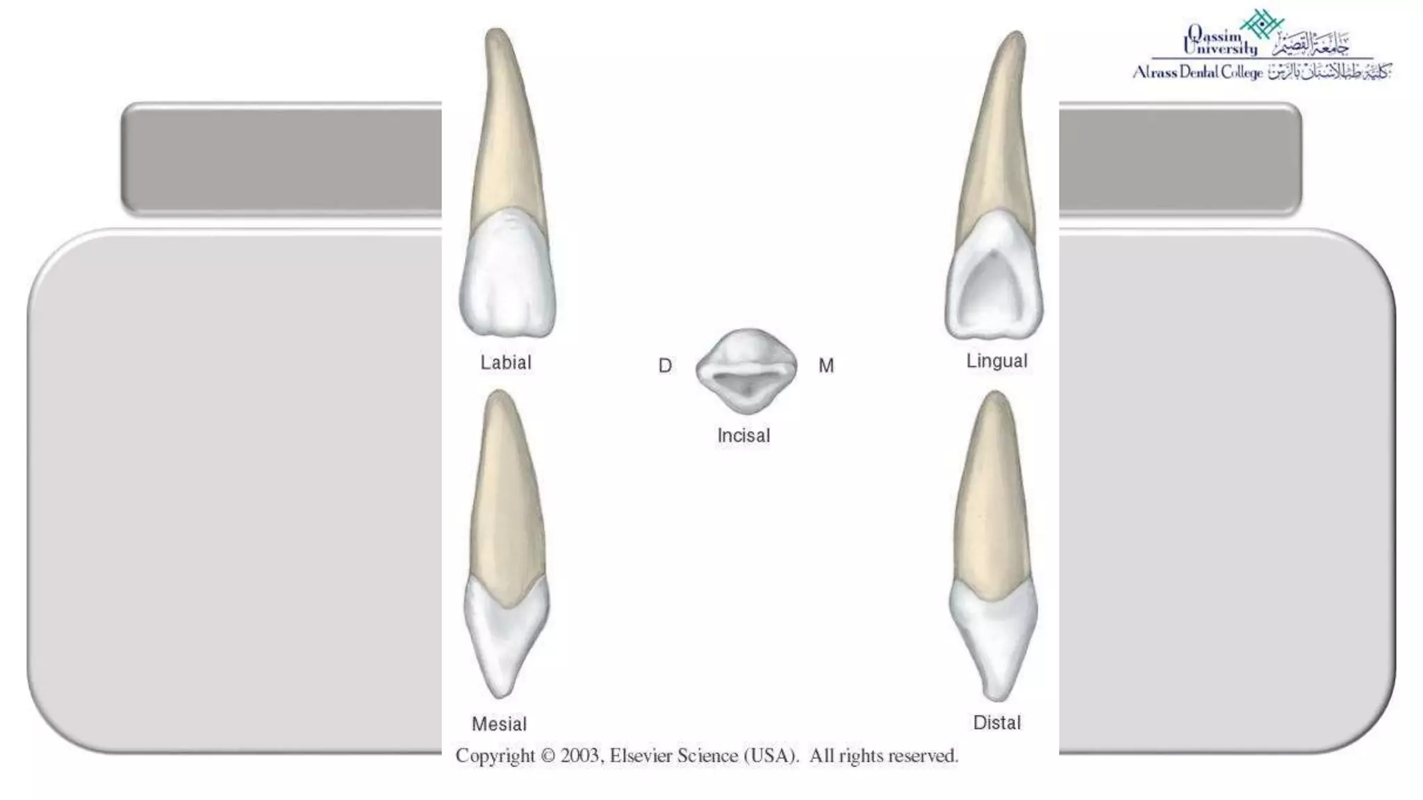 4= Permanent ‏Maxillary lateral incisor.pptx
