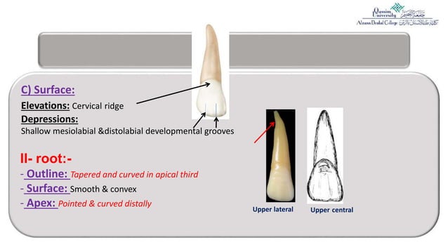 4= Permanent ‏Maxillary lateral incisor.pptx