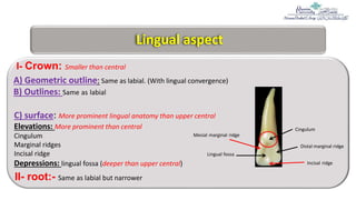 4= Permanent ‏Maxillary lateral incisor.pptx