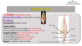 4= Permanent ‏Maxillary lateral incisor.pptx