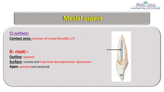 4= Permanent ‏Maxillary lateral incisor.pptx