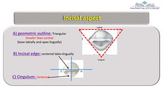 4= Permanent ‏Maxillary lateral incisor.pptx