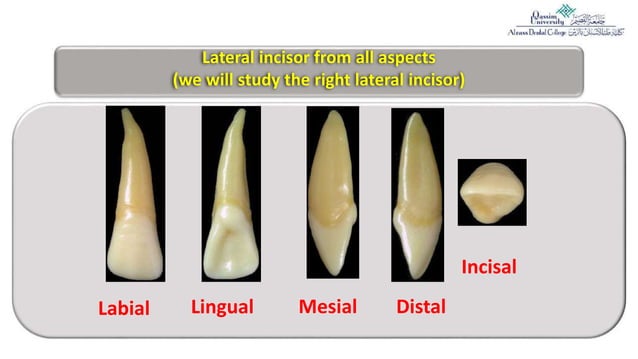4= Permanent ‏Maxillary lateral incisor.pptx