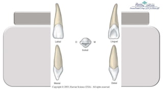 4= Permanent ‏Maxillary lateral incisor.pptx