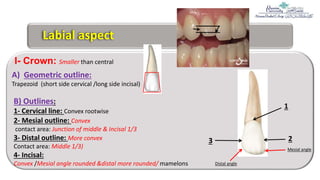 4= Permanent ‏Maxillary lateral incisor.pptx