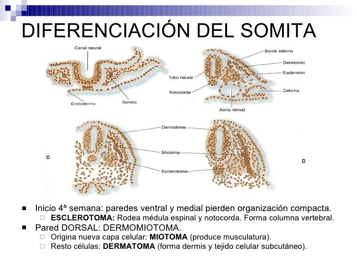4) período embrionario