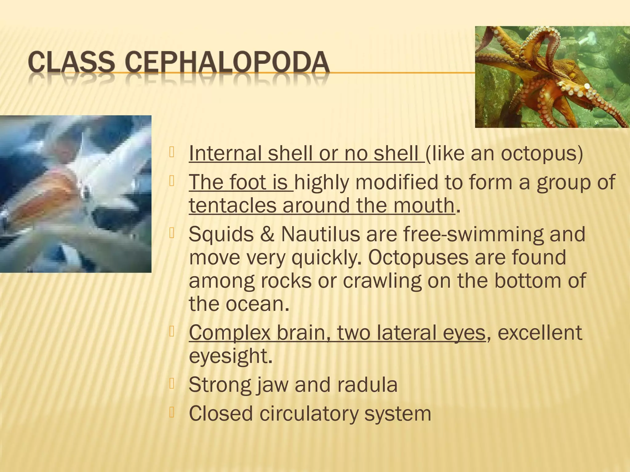Phylum mollusca | PPT