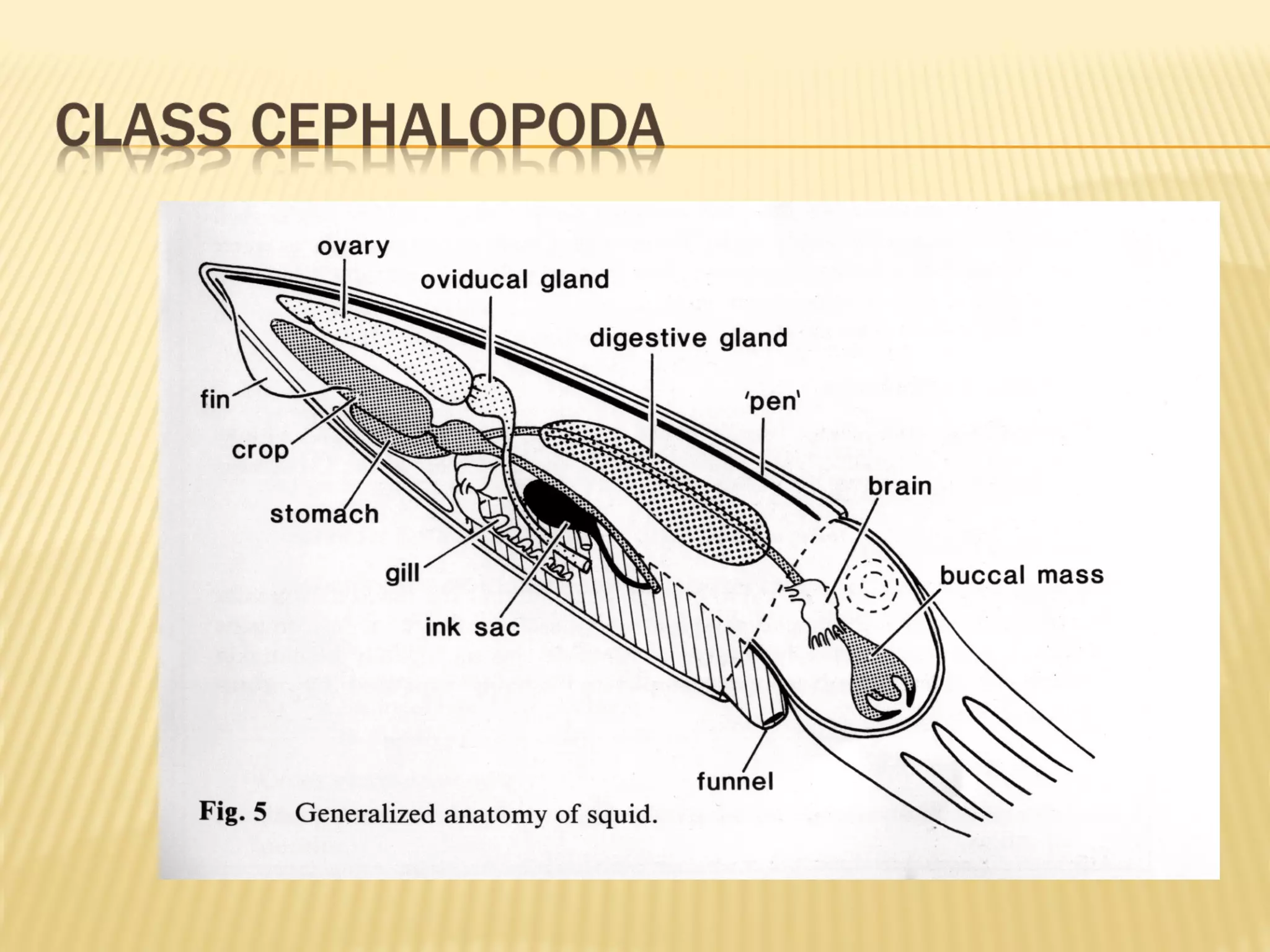 Phylum mollusca | PPT