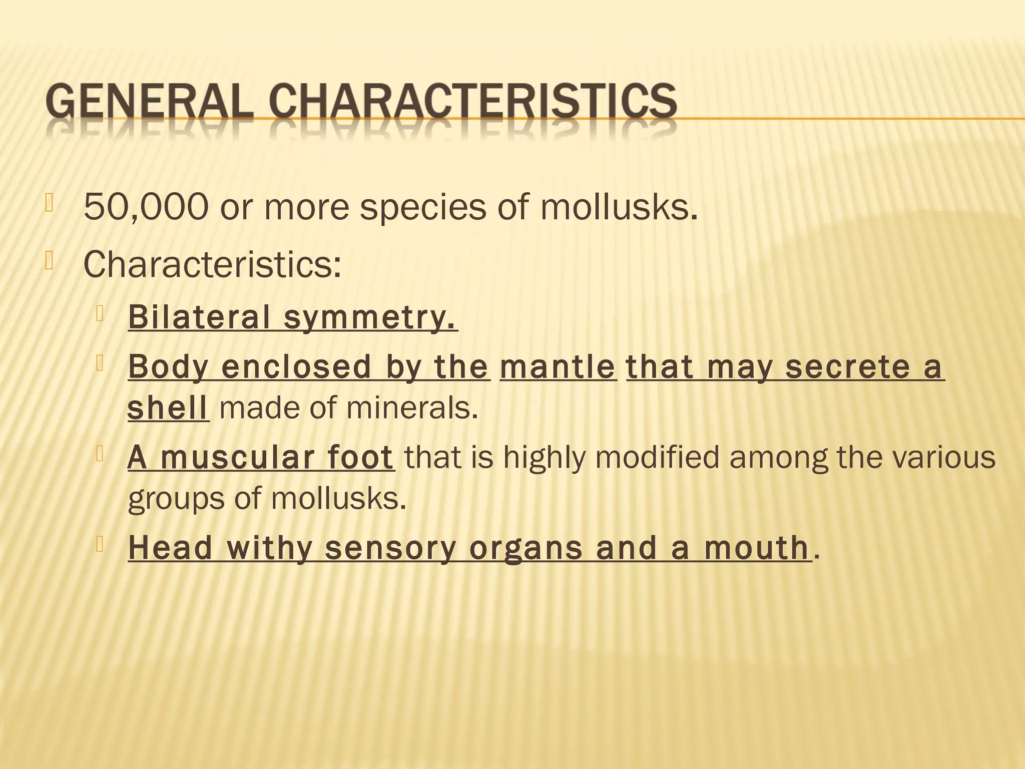 Phylum mollusca | PPT