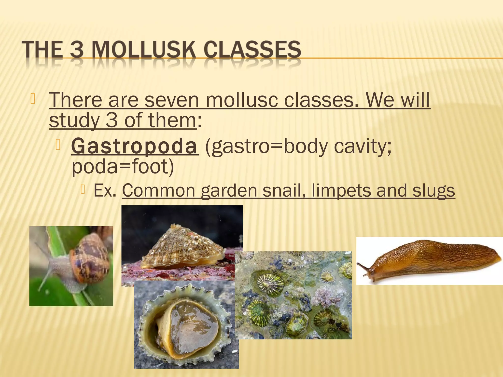 Phylum mollusca | PPT | Free Download
