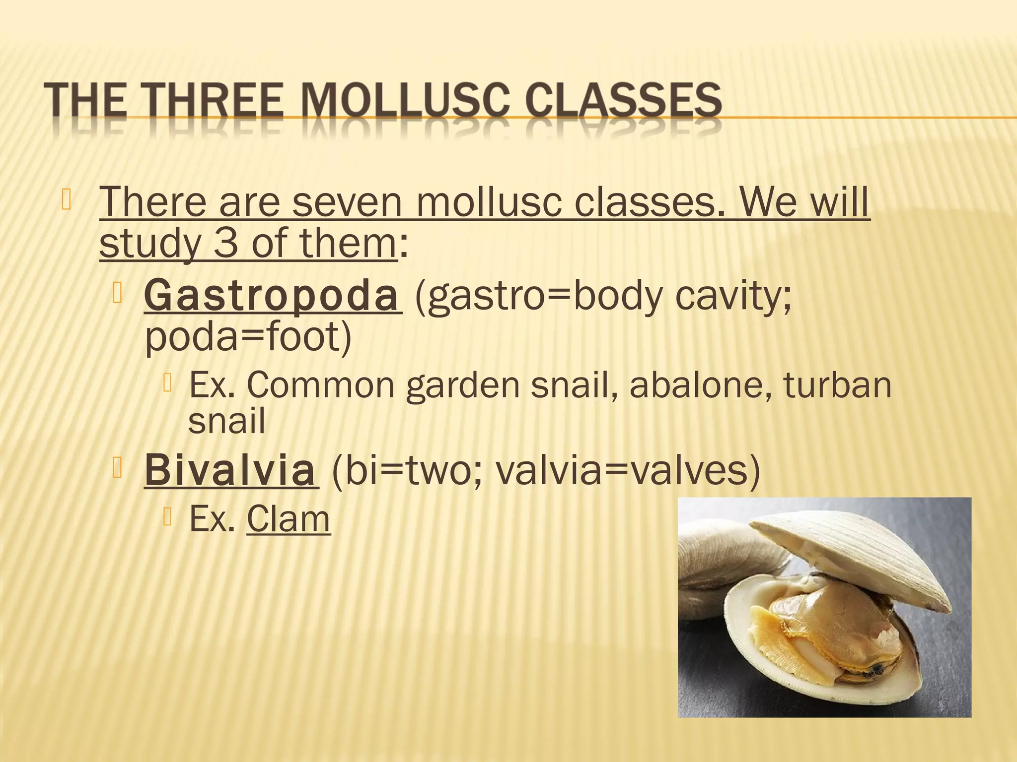Phylum mollusca | PPT