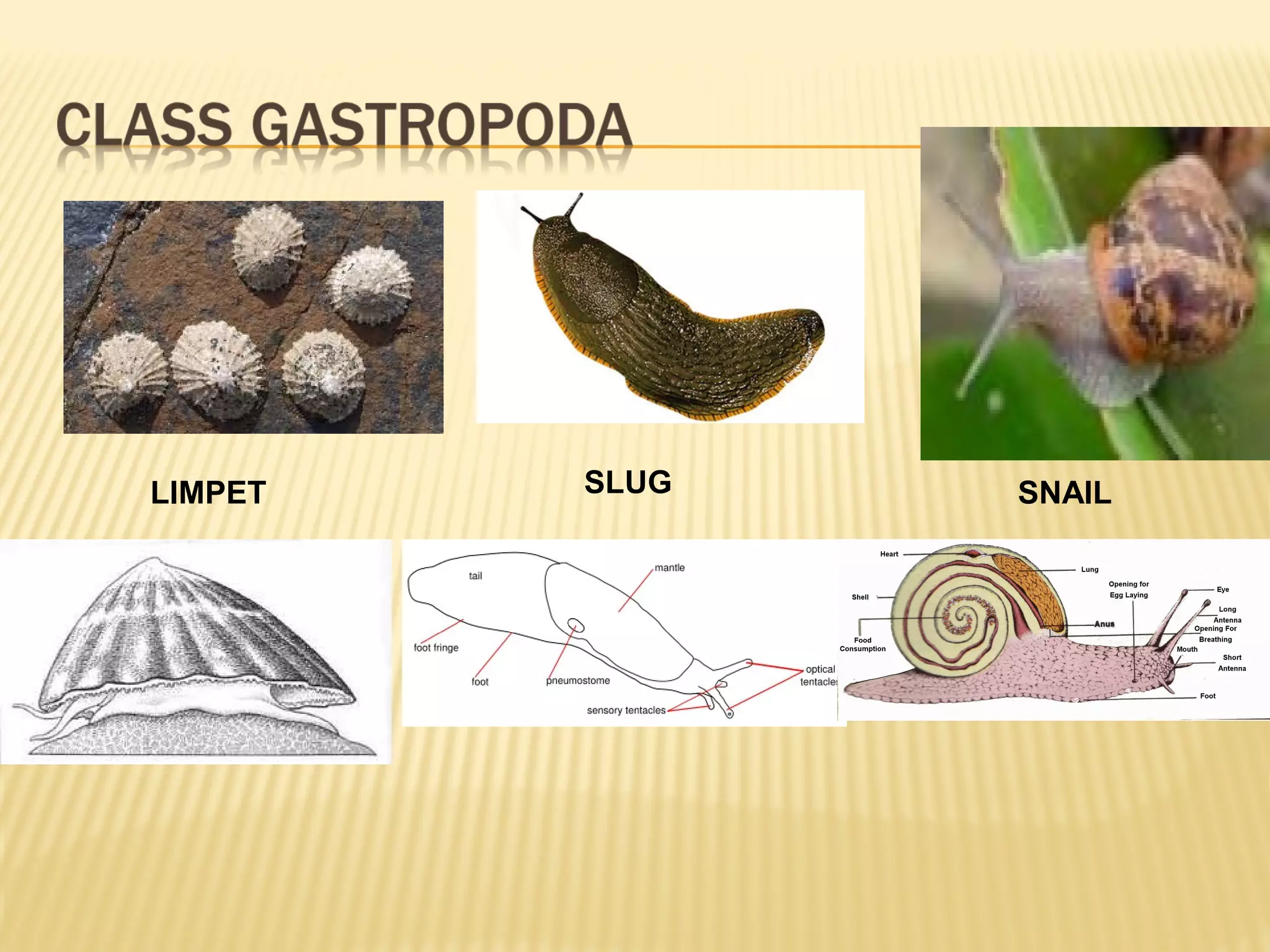 Phylum mollusca | PPT