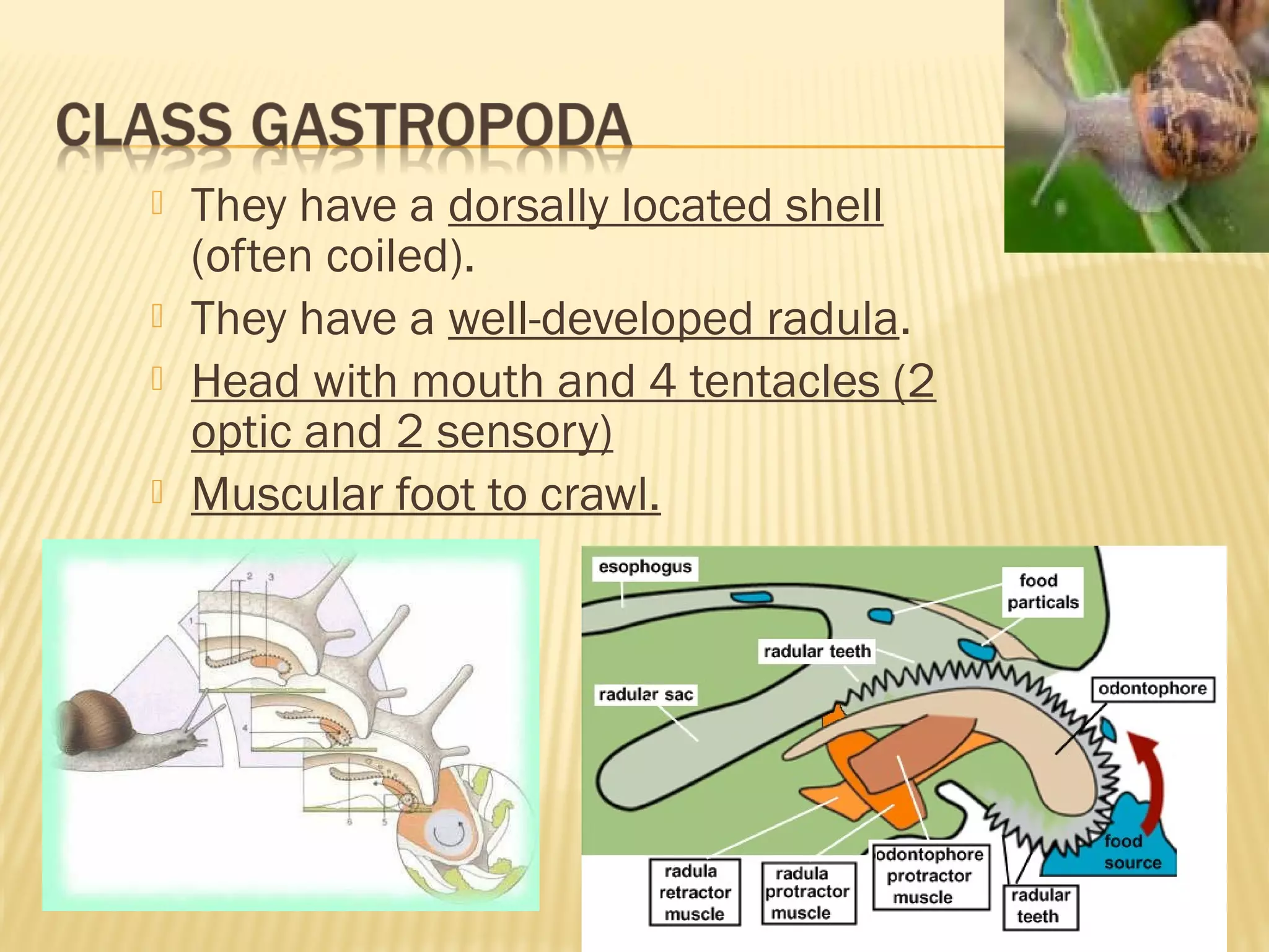 Phylum mollusca | PPT