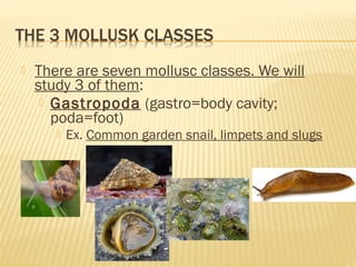 Phylum mollusca | PPT