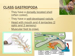 Phylum mollusca | PPT