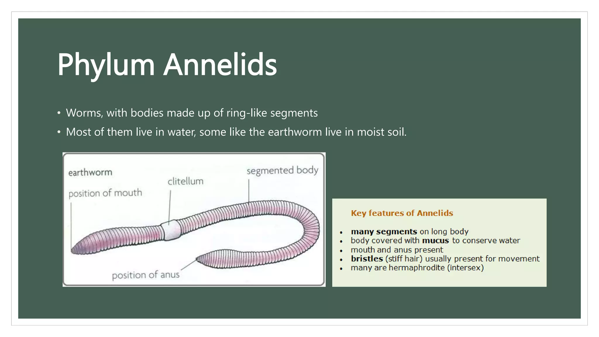 4_Phylum_of_INVERTEBRATES_Y10.pptx