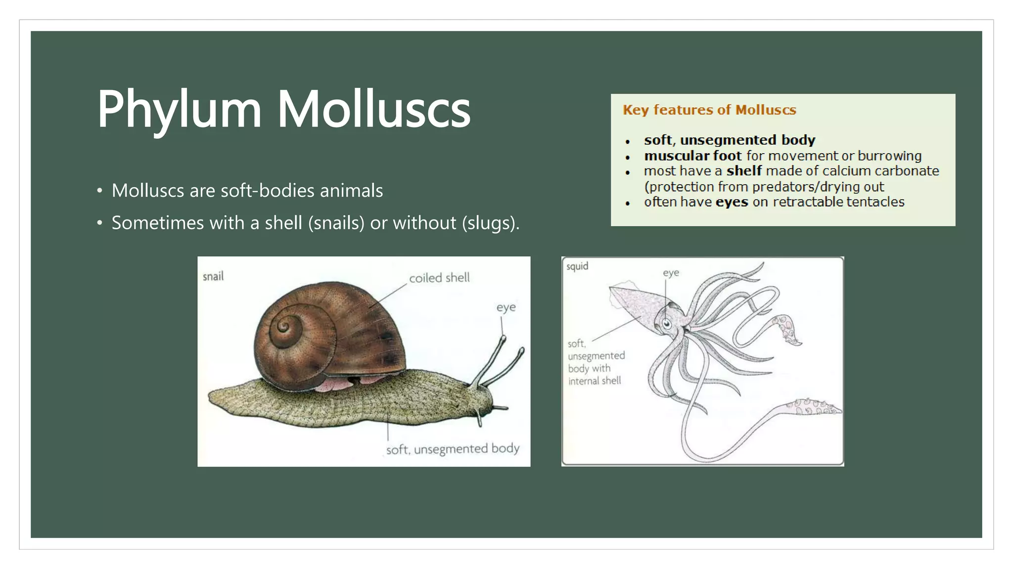 4_Phylum_of_INVERTEBRATES_Y10.pptx