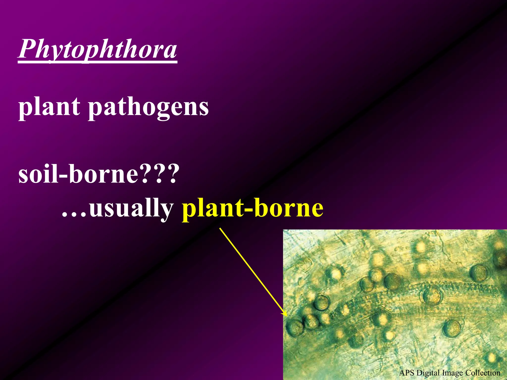 Phytophthora Diseases Pptx