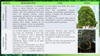 VEGETACIÓN Y SU USO. | PDF